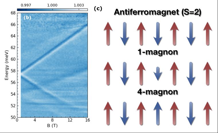 HIGH-ANGULAR MOMENTUM EXCITATIONS IN THE COLLINEAR ANTIFERROMAGNET ...